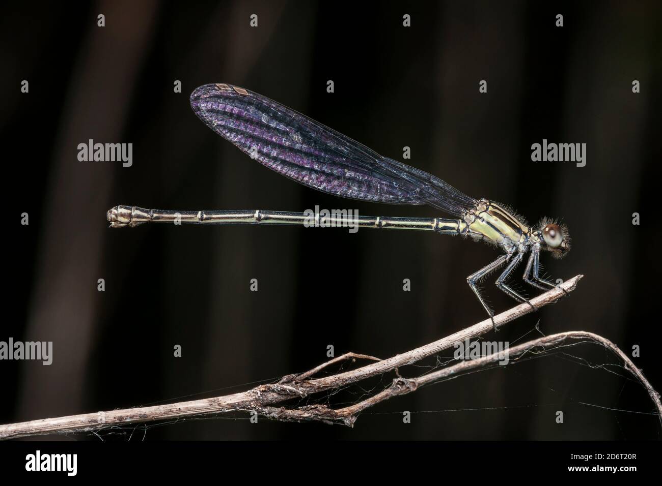 Dusky dancer hi-res stock photography and images - Alamy