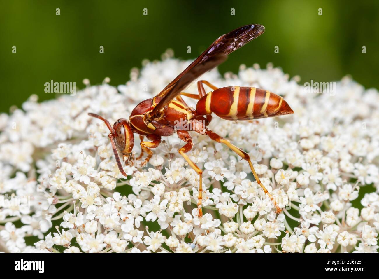 Paper Wasp (Polistes bellicosus Stock Photo - Alamy