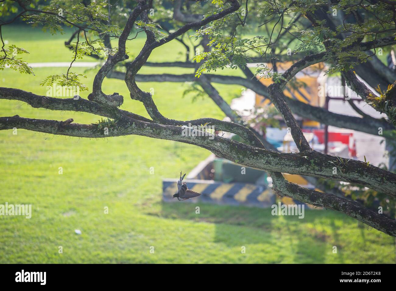 Unlucky pigeon's leg got trap by a fishing net and got stuck hanging on ...