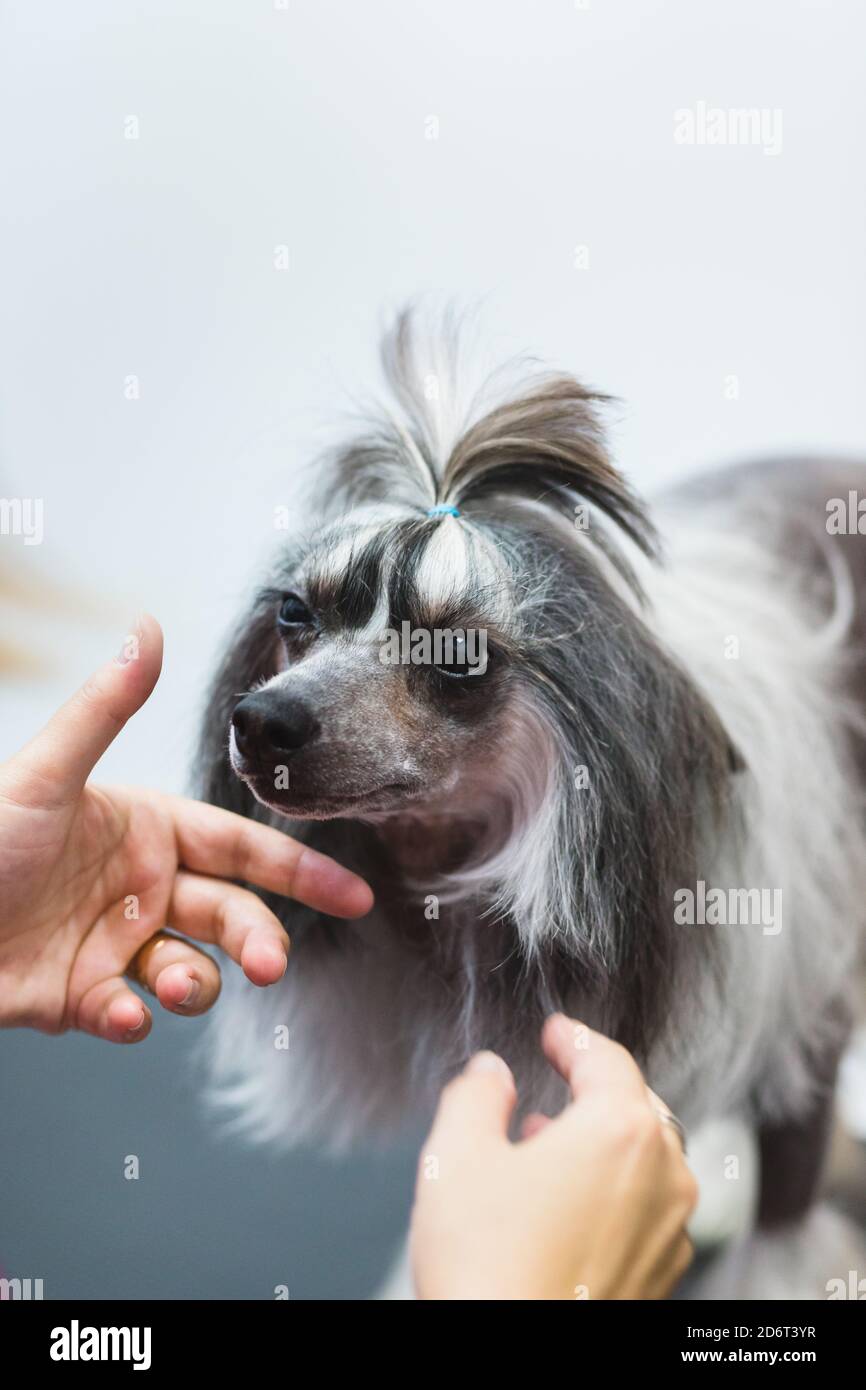 From above of crop unrecognizable groomer with charming Chinese Crested ...