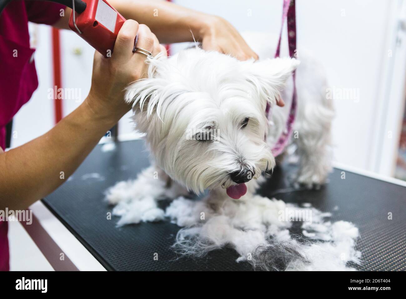 From above of crop female groomer in eyeglasses and uniform using ...