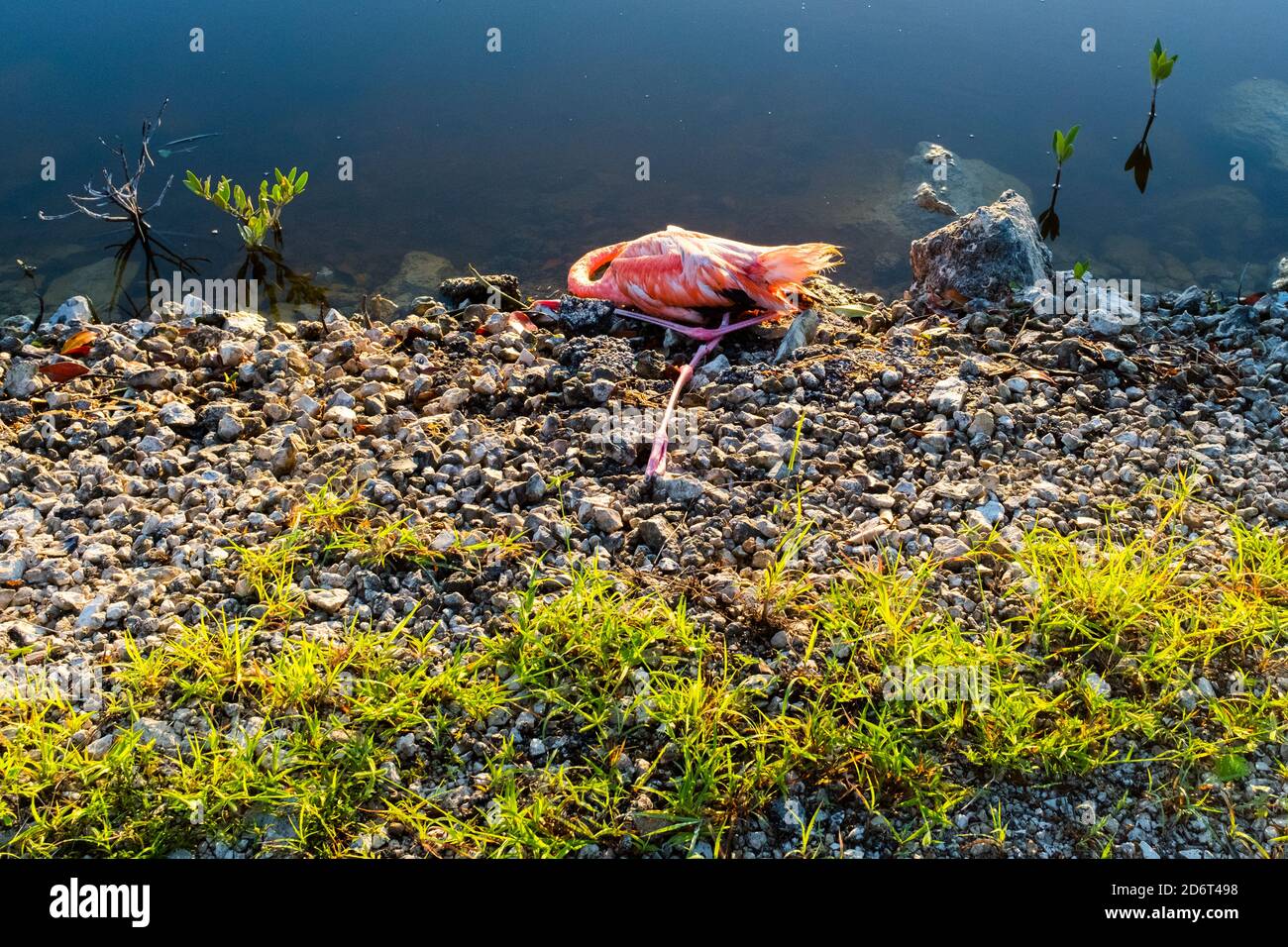 Dead flamingo hi-res stock photography and images - Alamy