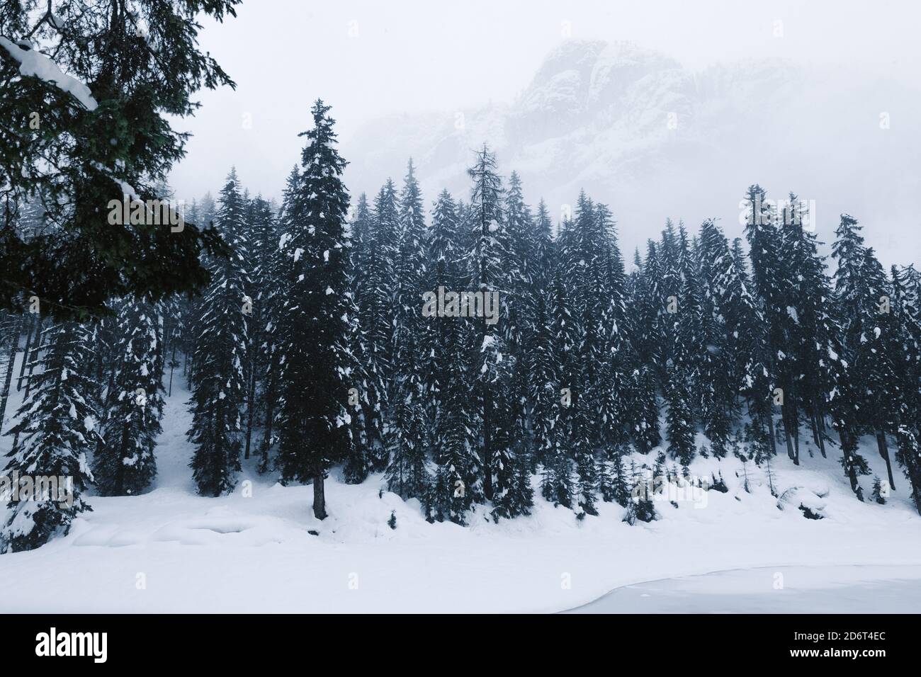 Cold winter landscape in snowy mountain valley in dense snowstorm Stock ...