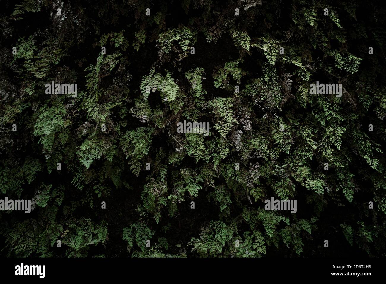 Tropical highland fern hi-res stock photography and images - Alamy