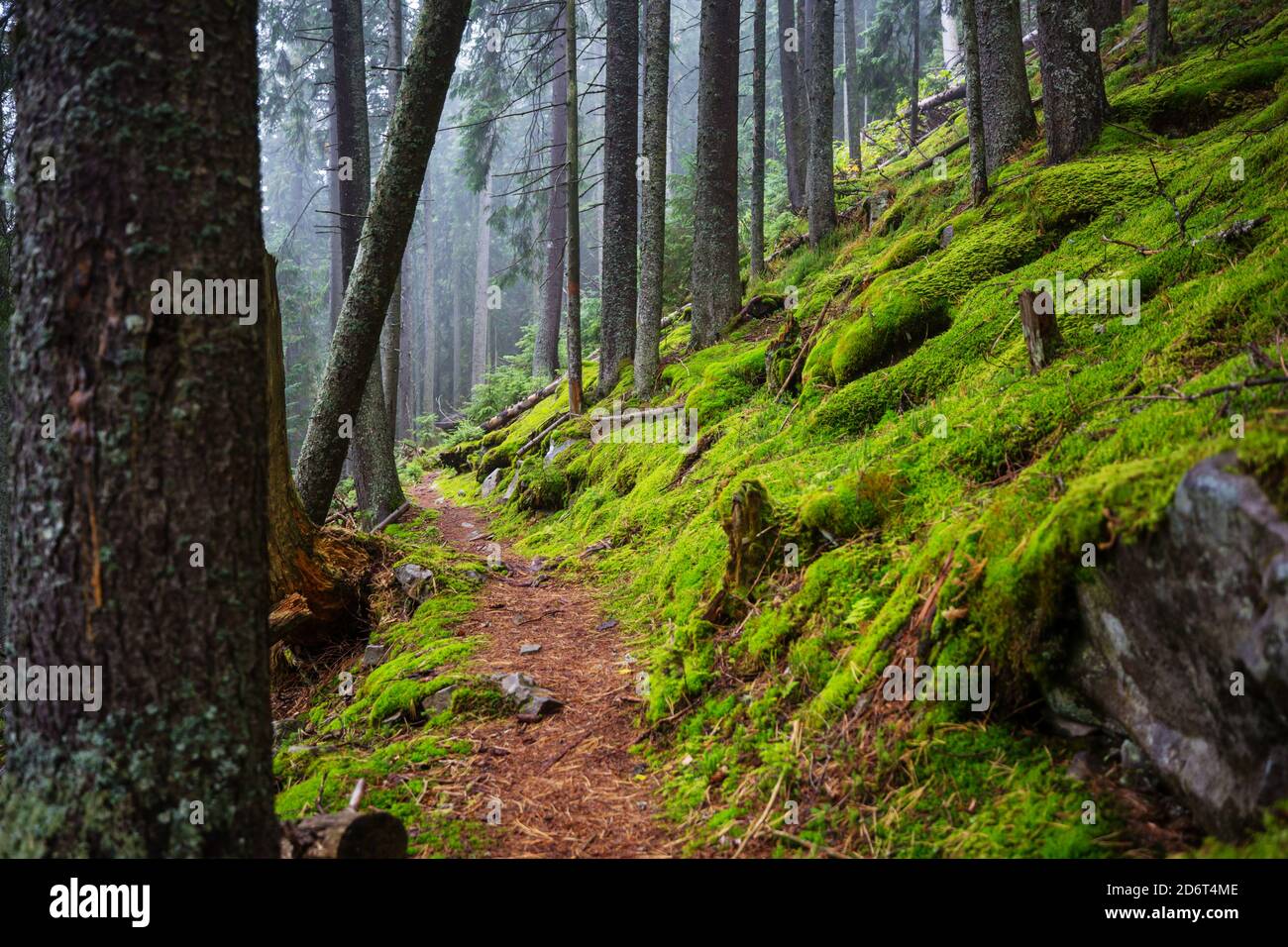 Rain forest with dense vegetation Stock Photo - Alamy