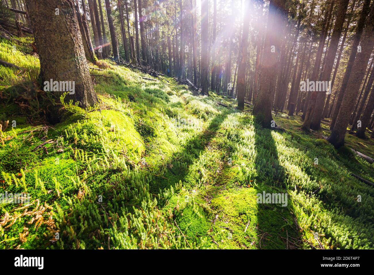 Rain forest with dense vegetation Stock Photo - Alamy