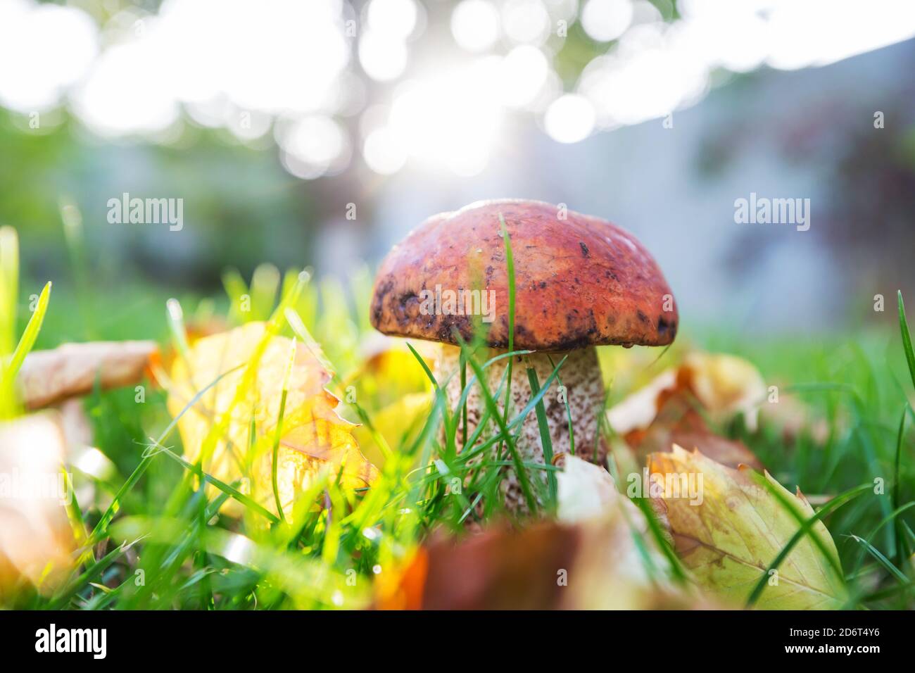Edible mushrooms in a autumn forest Stock Photo - Alamy