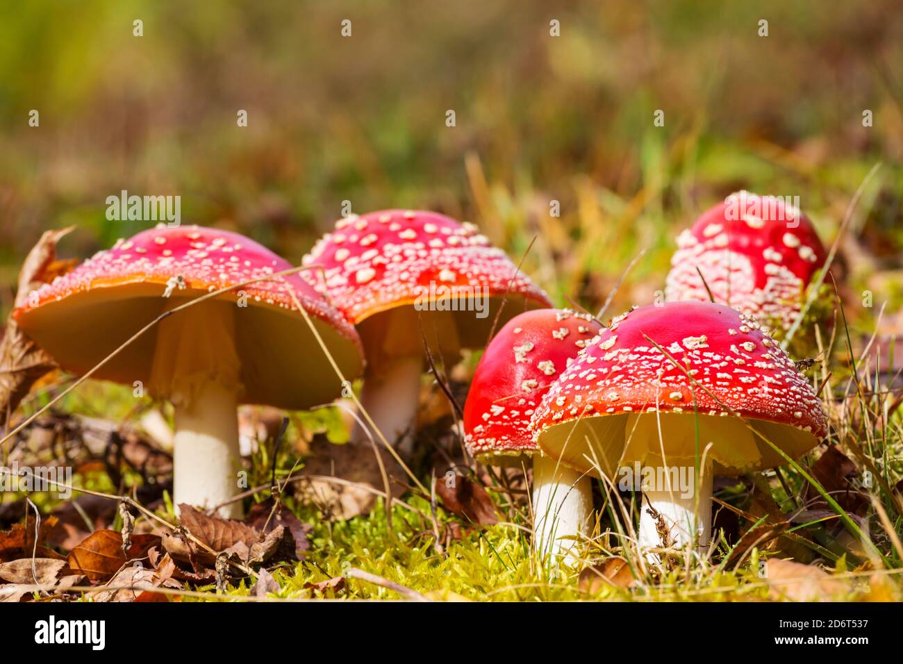 Spotted toadstools hi-res stock photography and images - Alamy
