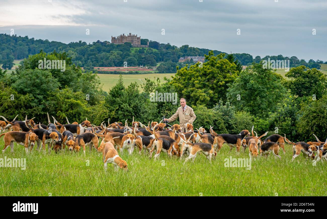 Duke of rutlands hounds hi-res stock photography and images - Alamy