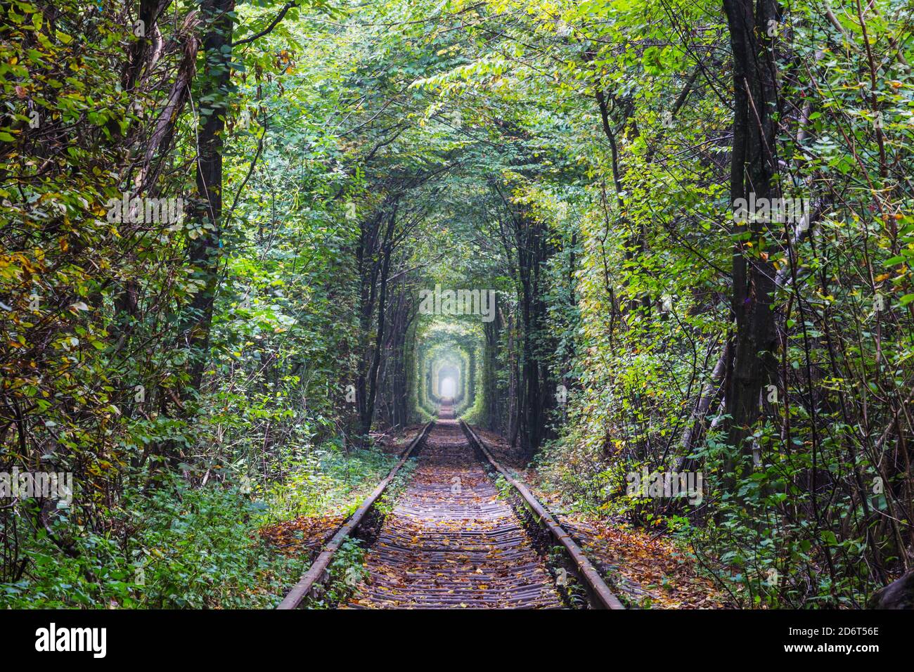 Trees tunnel in early autumn season Stock Photo - Alamy
