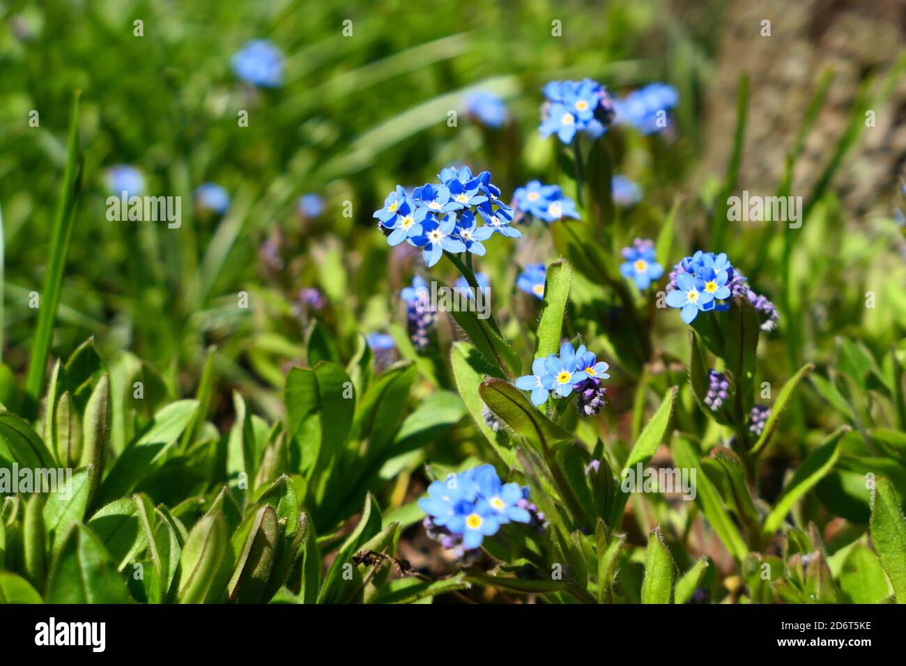 Blue forget me not flowers growing in the garden Stock Photo - Alamy