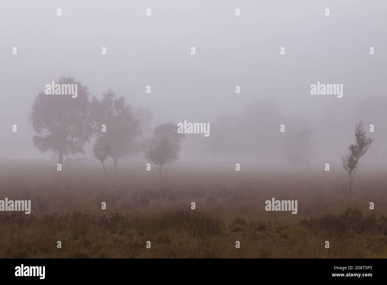 Moody fall landscape with thick misty fog Stock Photo - Alamy
