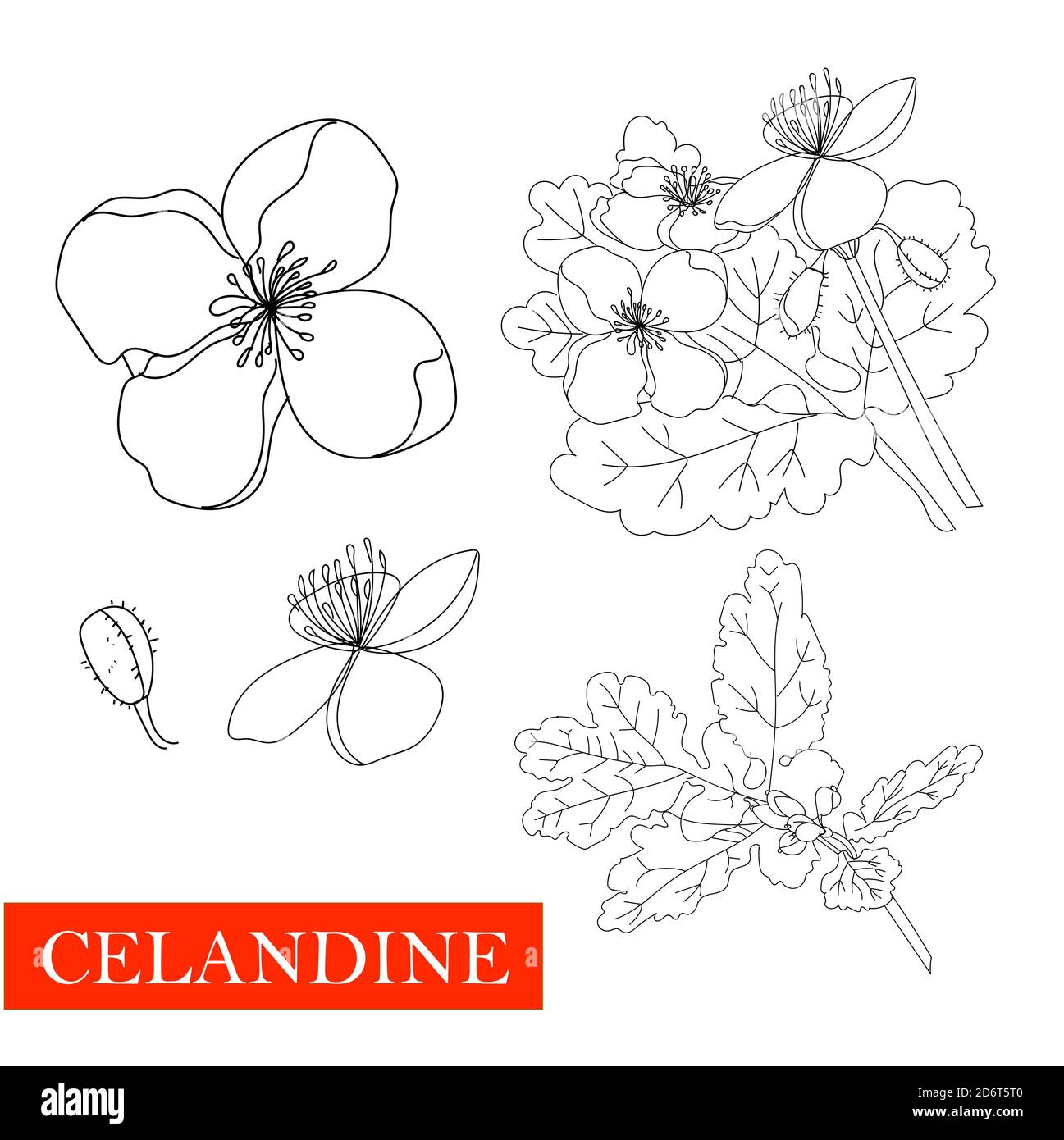 Annual herbaceous plant celandine, celandine root, MEDICINAL PLANT. NON ...