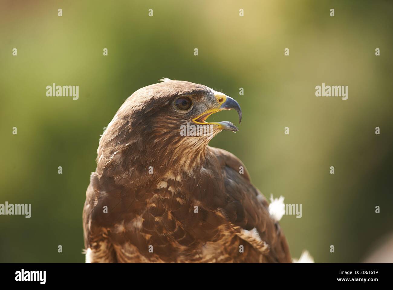 portrait of buzzard Stock Photo - Alamy