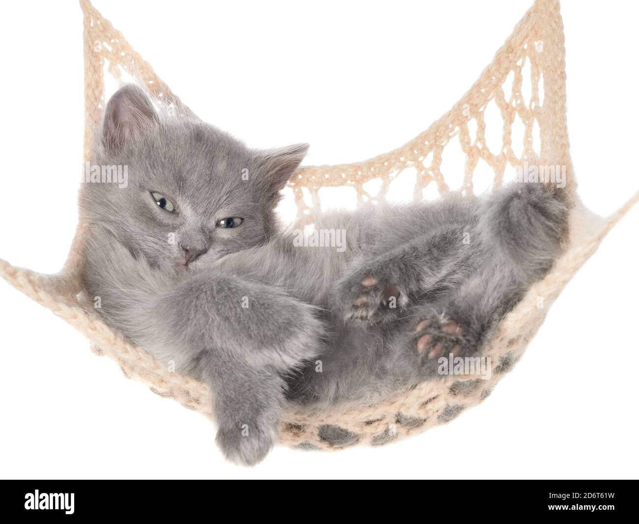 Homely cat Cut Out Stock Images & Pictures - Alamy