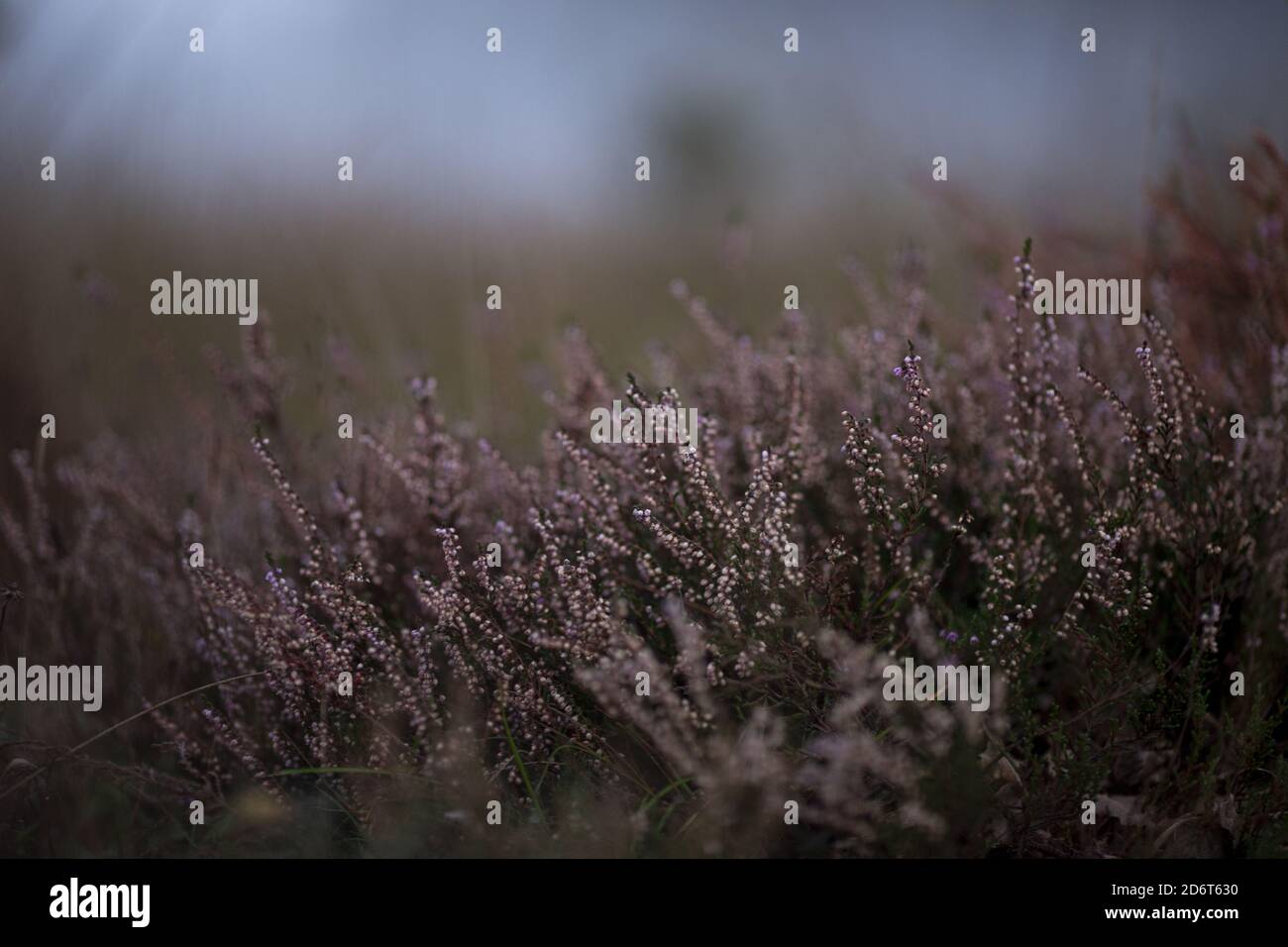 Heather plant in dark autumn morni Stock Photo - Alamy