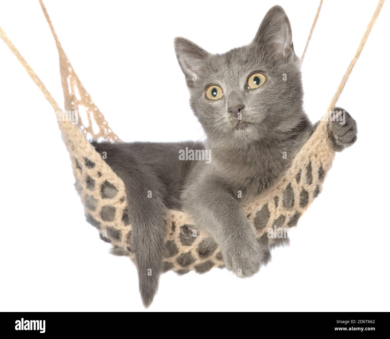 Homely cat Cut Out Stock Images & Pictures - Alamy
