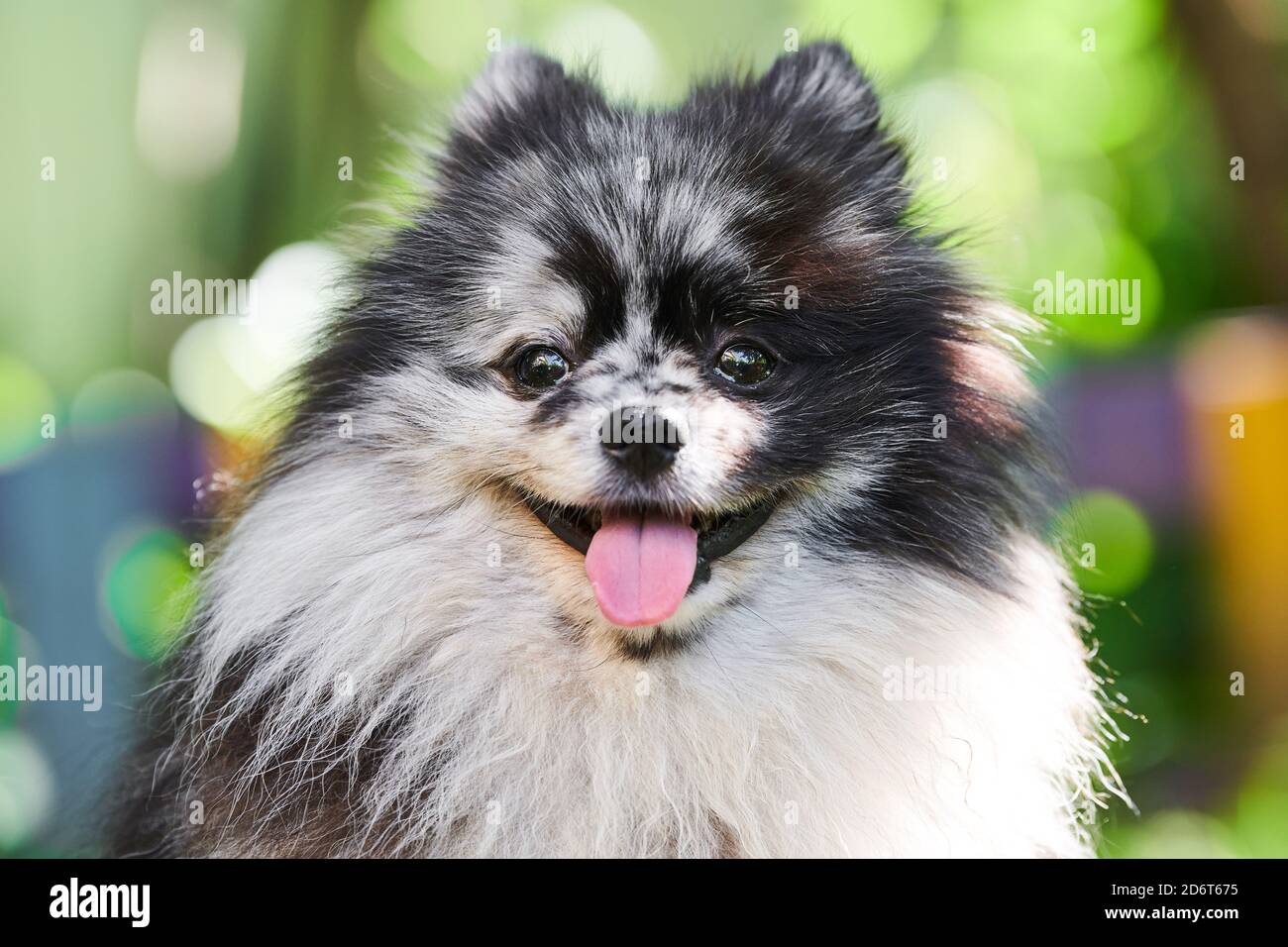 Pomeranian Spitz dog close up portrait, green garden background. Cute ...