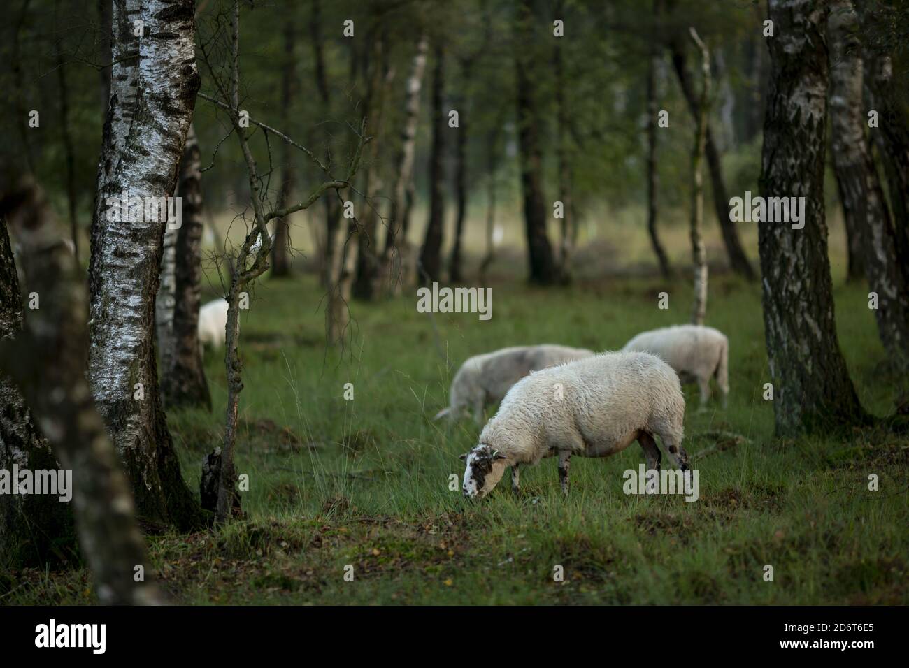 Birch tree forest grassland with sheep grazing Stock Photo - Alamy