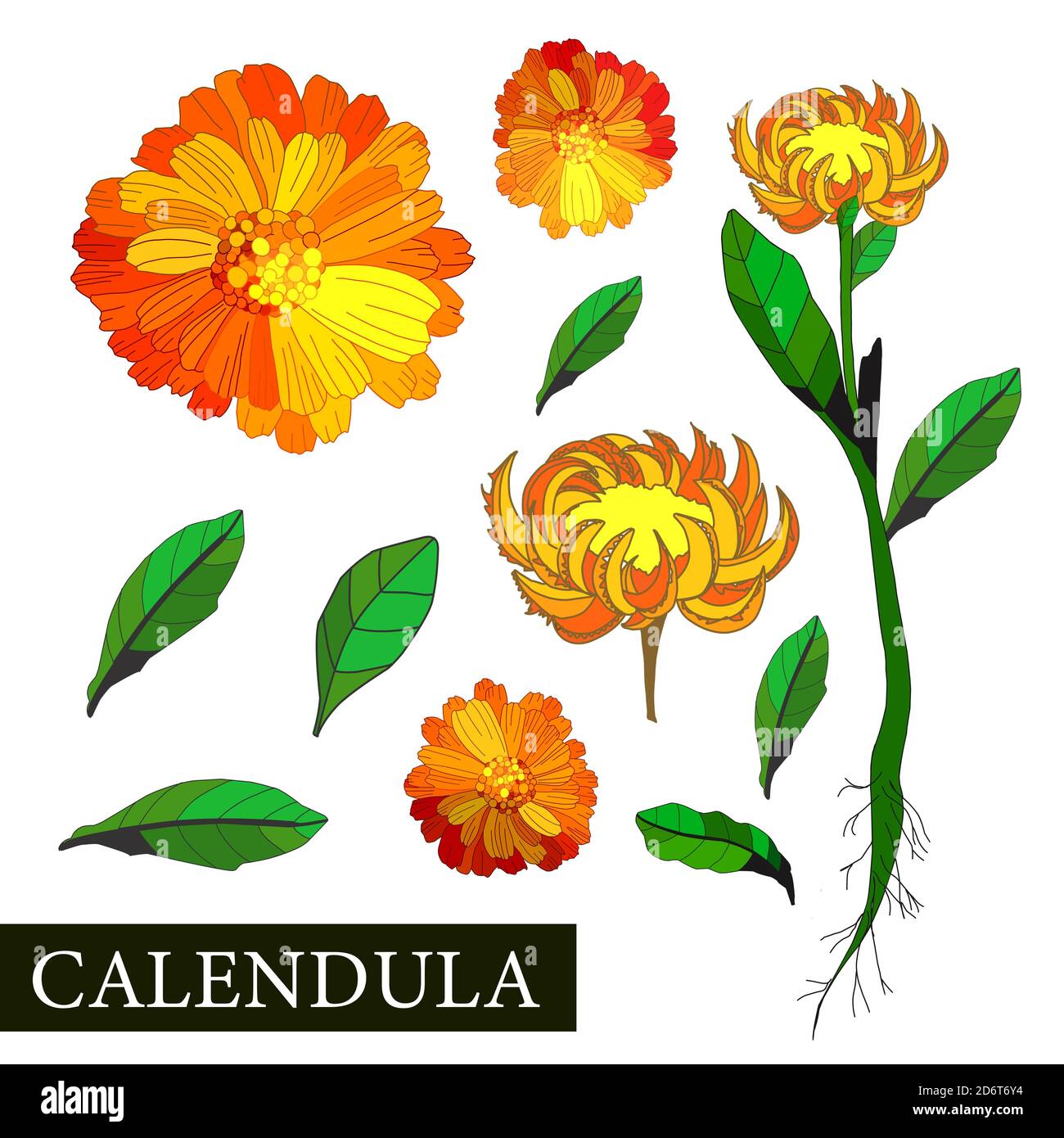 Calendula flower. Botanical illustration of calendula. Medicinal plants ...