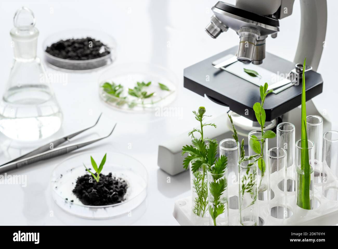 Microscope and plants on a table in scientific laboratory. Agriculture ...