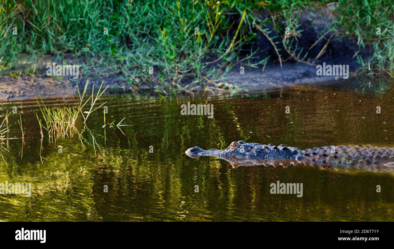 Closeup of an alligator waiting for a bird to grab Stock Photo - Alamy