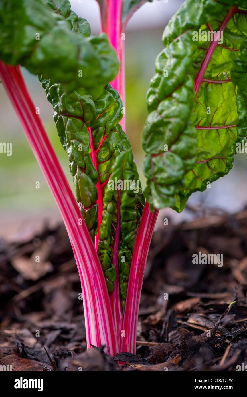 organic chard growing on a allotment or a small holding showing the ...