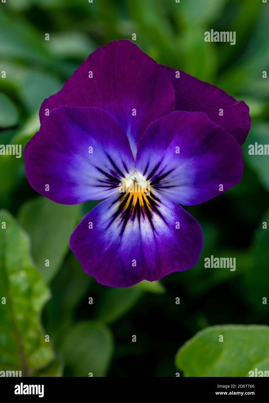 single pretty purple viola in a vertical format shot for a background ...