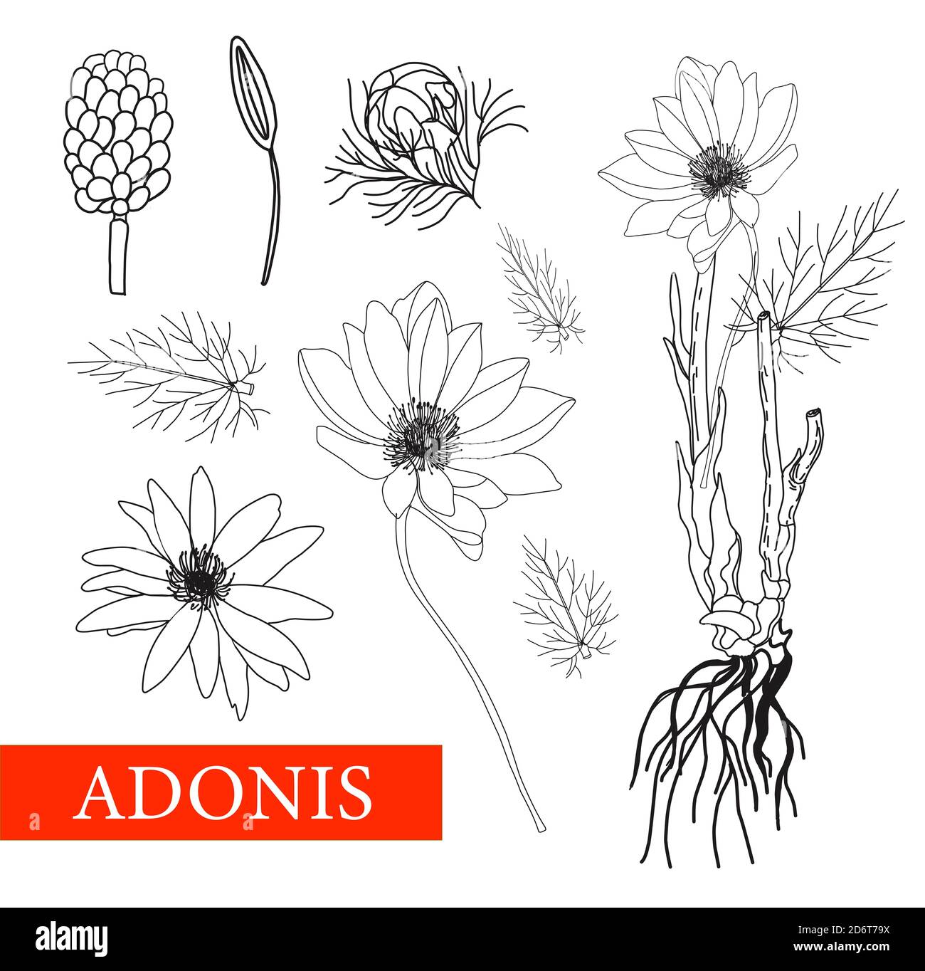 Adonis. Botanical illustration. folk medicine, treatment, aromatherapy ...