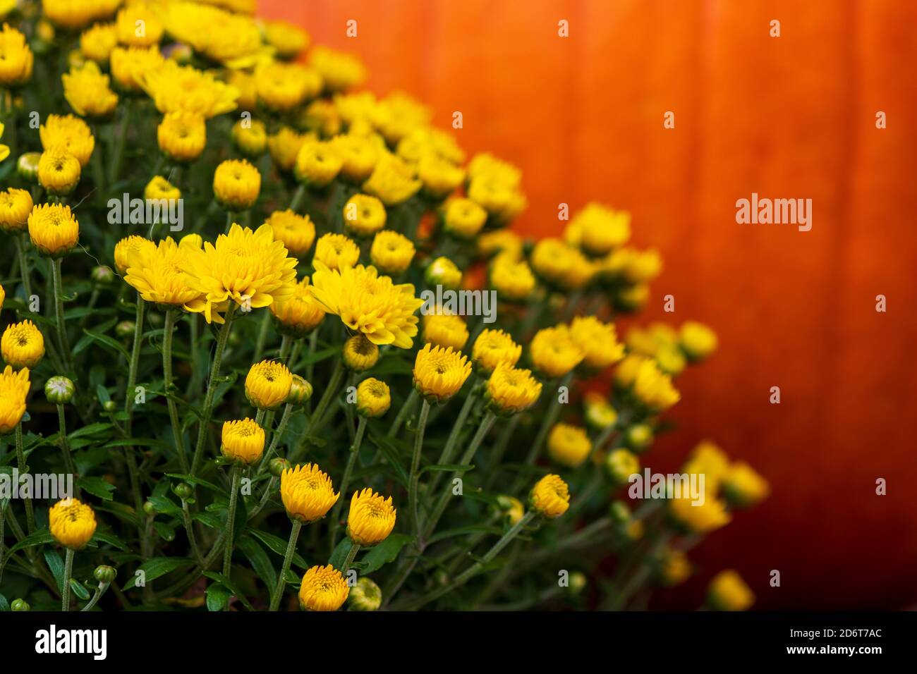 Yellow and gold mums hi-res stock photography and images - Alamy