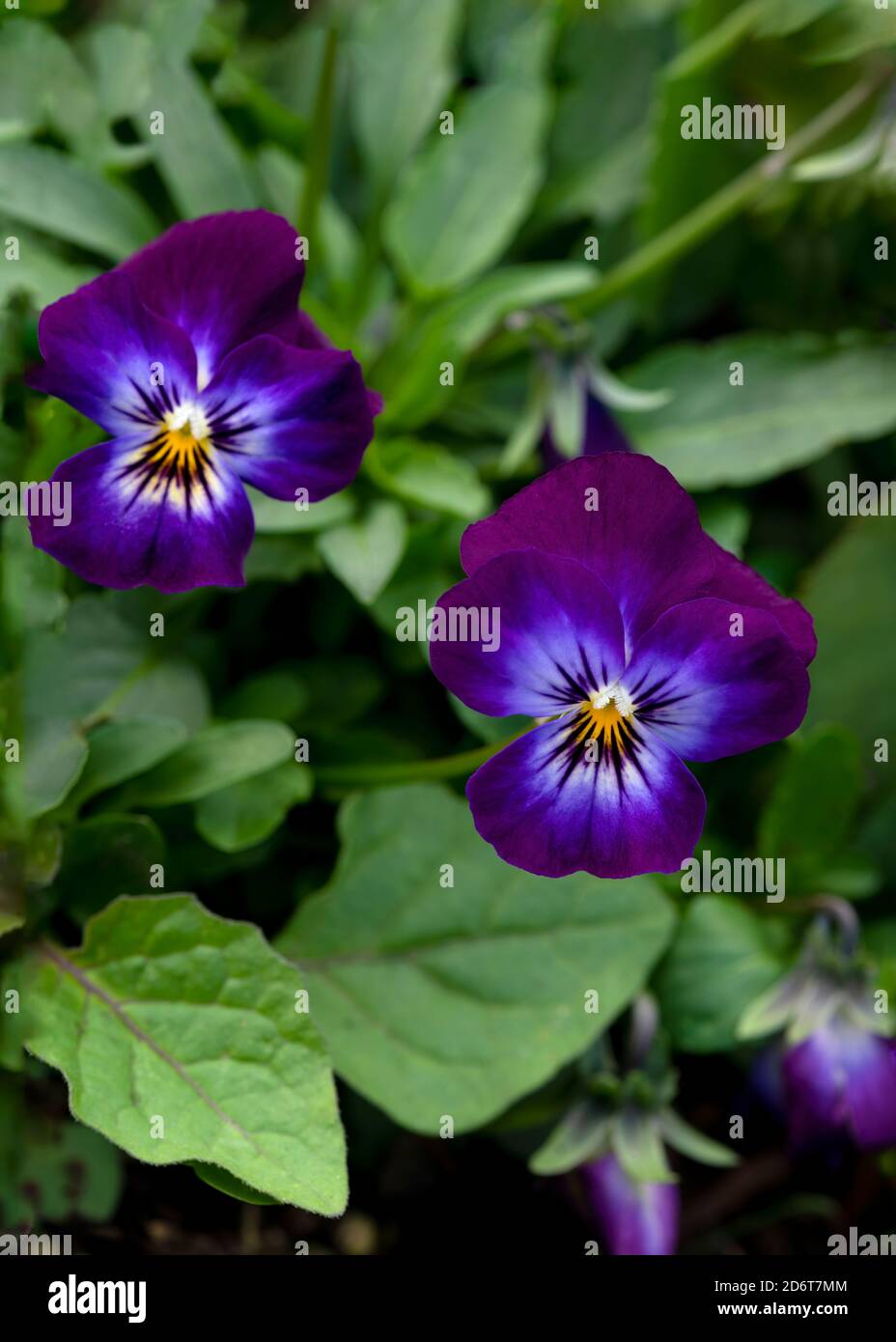 pretty purple viola in a vertical format shot for a background with ...