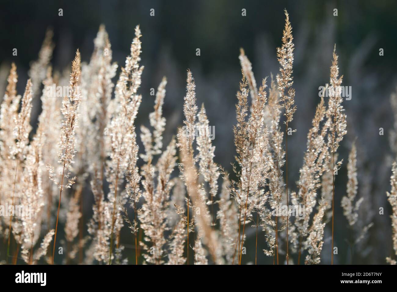 Calamagrostis epigejos bushgrass. Wood small-reed grass in field ...