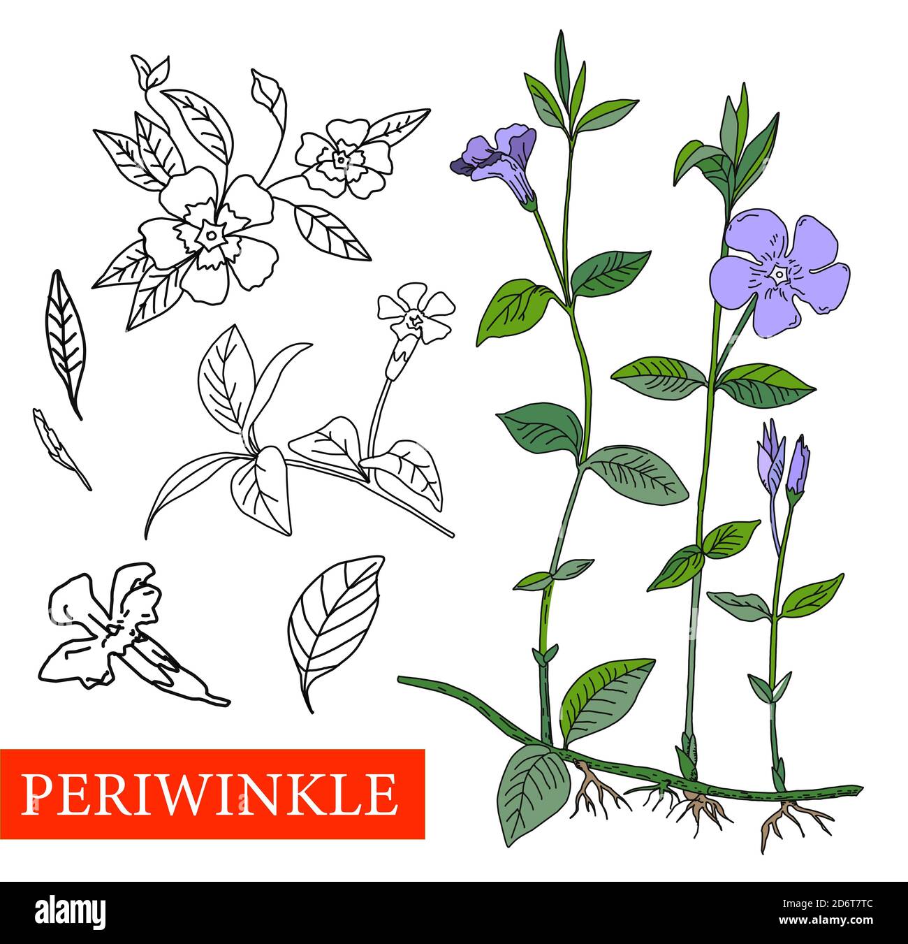 V nca m nor. Medical plants.V nca Wildflowers blue flowers Stock Photo - Alamy