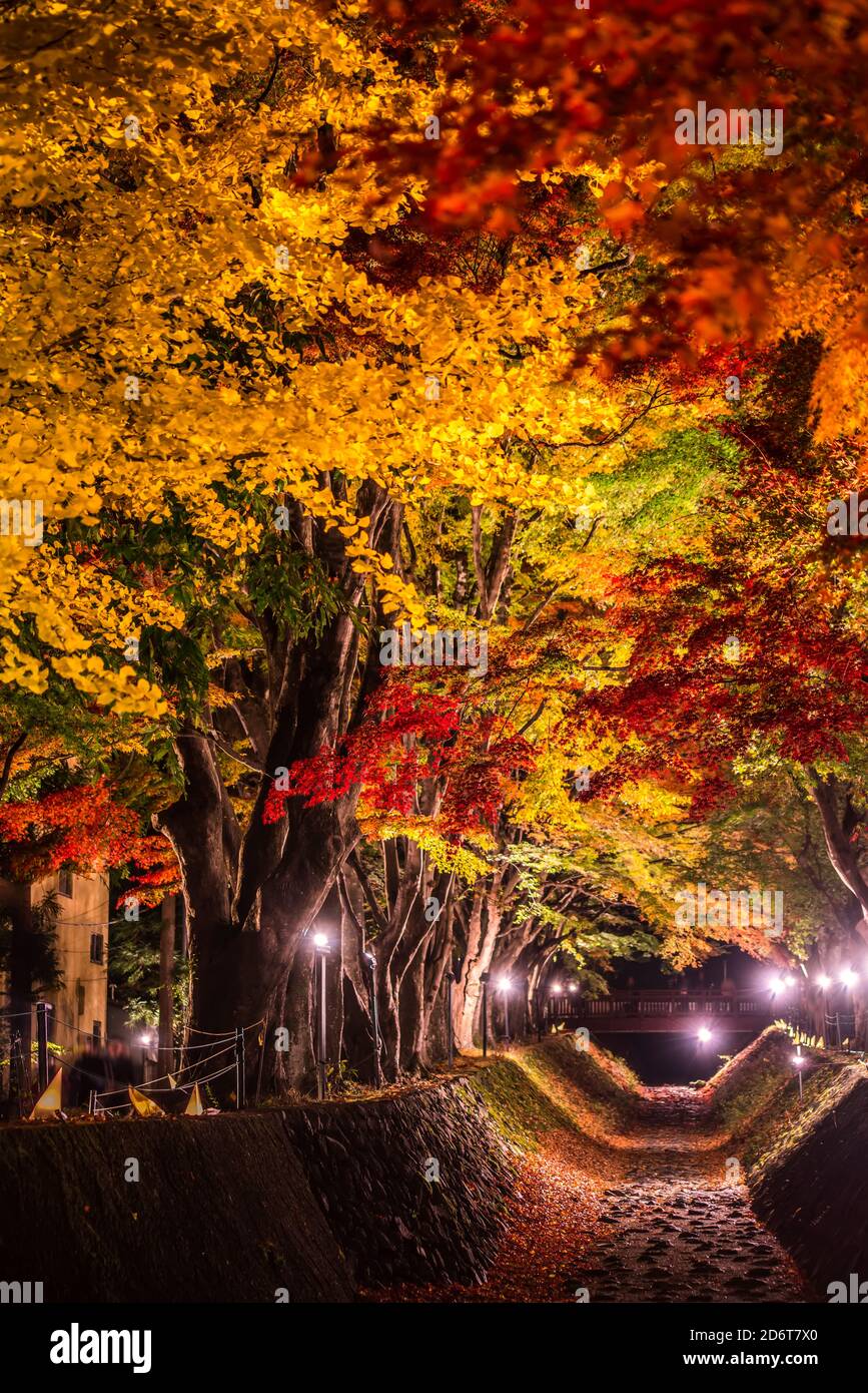 Night display of the colorful trees in autumn at Fujikawaguchiko next ...