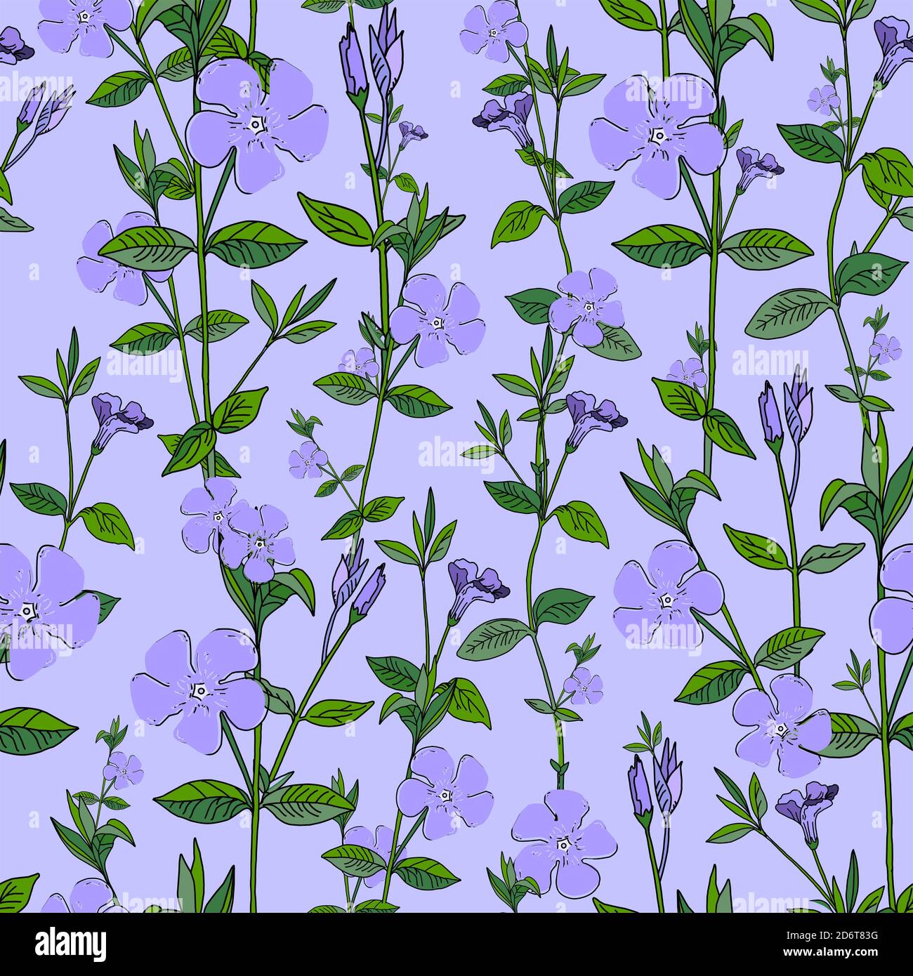 Periwinkle wildflowers hi-res stock photography and images - Alamy