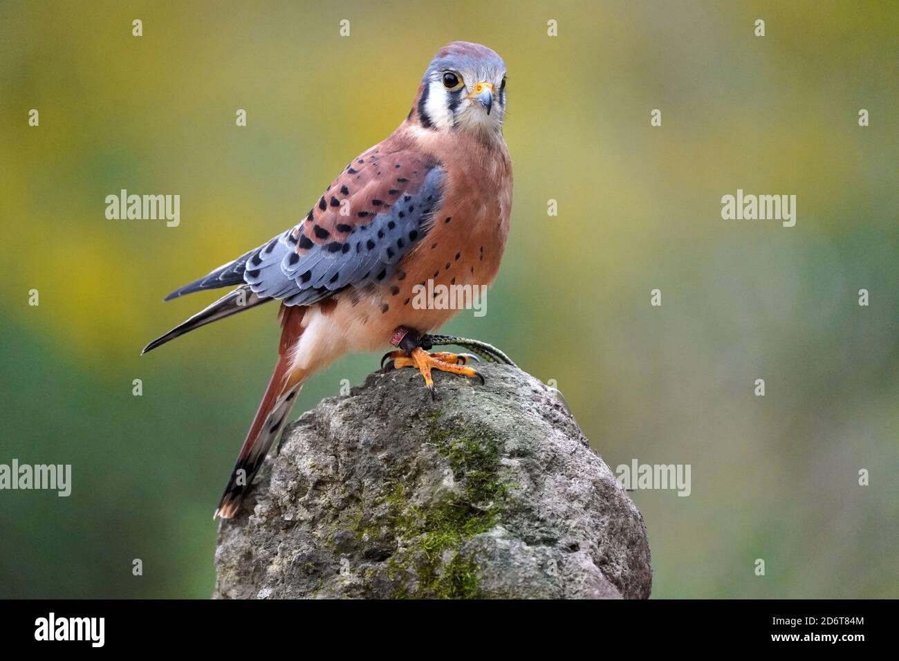 Male Kestrel perched and flapping Stock Photo - Alamy