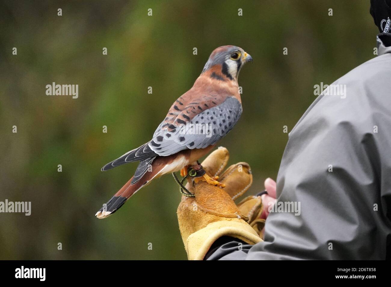 Male Kestrel perched and flapping Stock Photo - Alamy