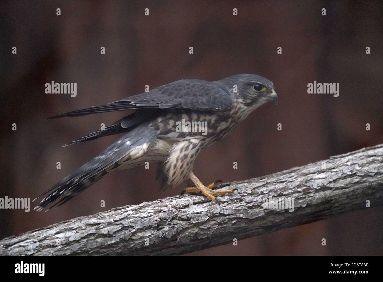 Diet of medium sized rodents and birds hi-res stock photography and ...