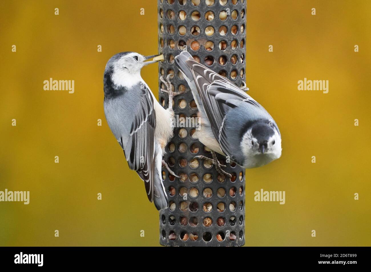 Two white breasted Nuthatches on the feeder Stock Photo - Alamy