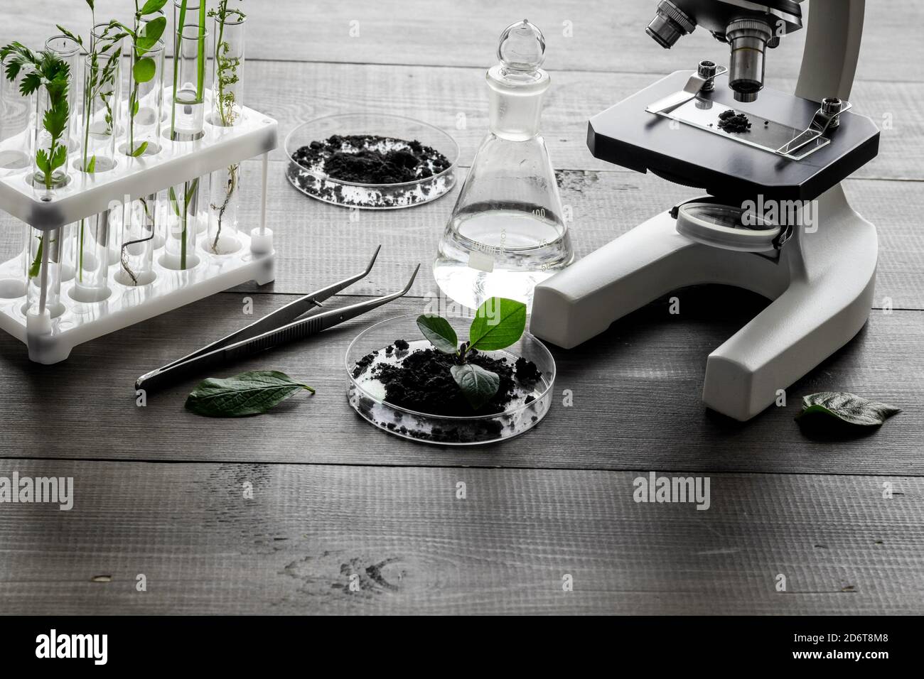 Microscope and plants on a table in scientific laboratory. Agriculture ...