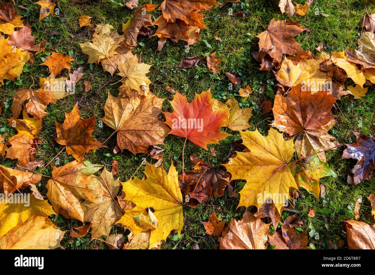 Autumn Maple Leaves Natural Colorful Background Stock Photo - Alamy