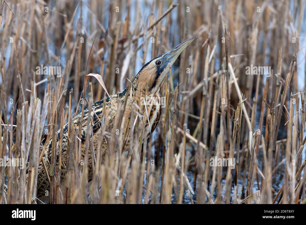 Great Bittern Botaurus stellaris Stock Photo - Alamy