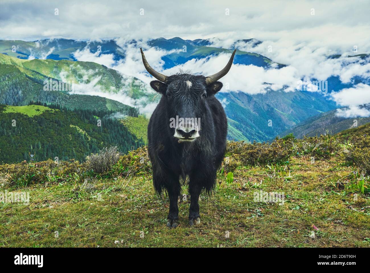 Adult black yak with horns and white spot on head on small meadow ...