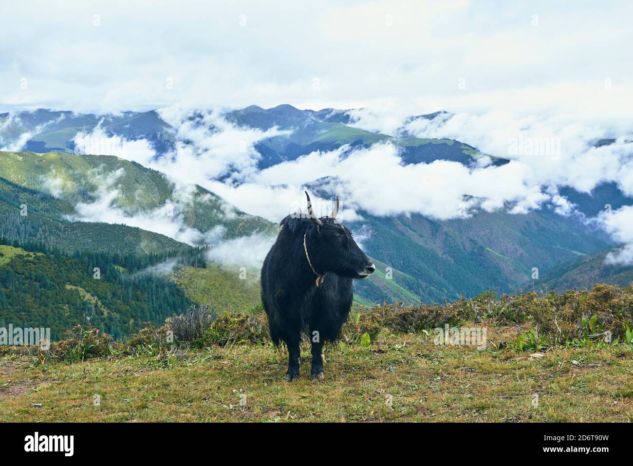 Adult black yak with horns and white spot on head on small meadow ...