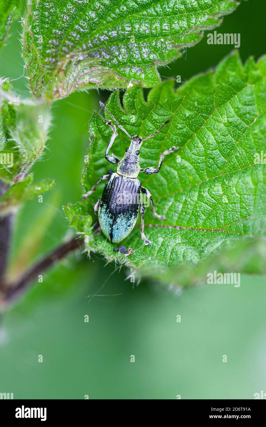 Green Nettle Weevil Phyllobius pomaceus Stock Photo - Alamy