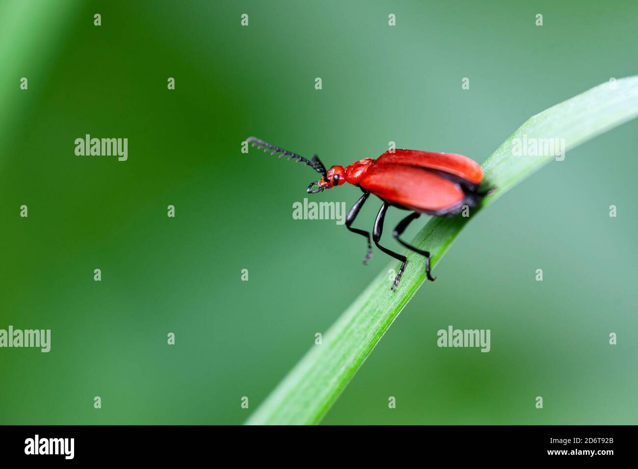 Red headed cardinal beetle hi-res stock photography and images - Alamy