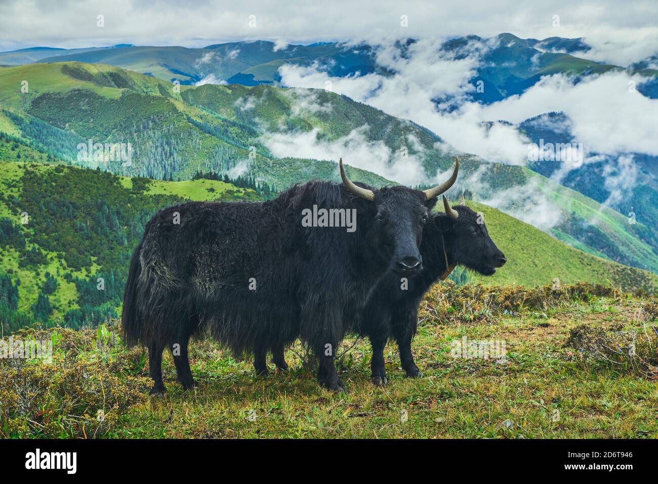 Adult black yaks with horns and white spot on head on small meadow ...