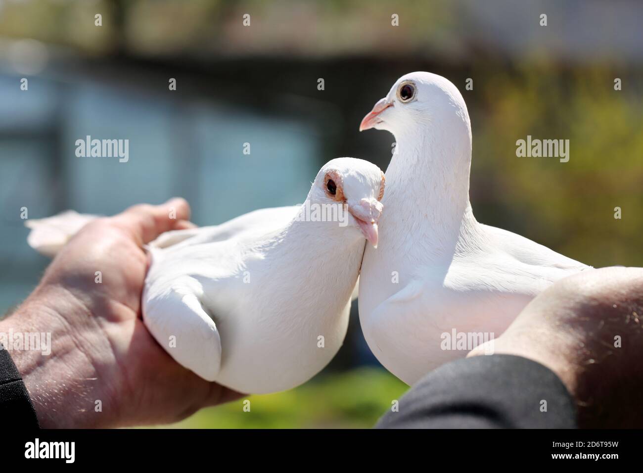 White breeding pigeons, man holds in his hands Stock Photo - Alamy