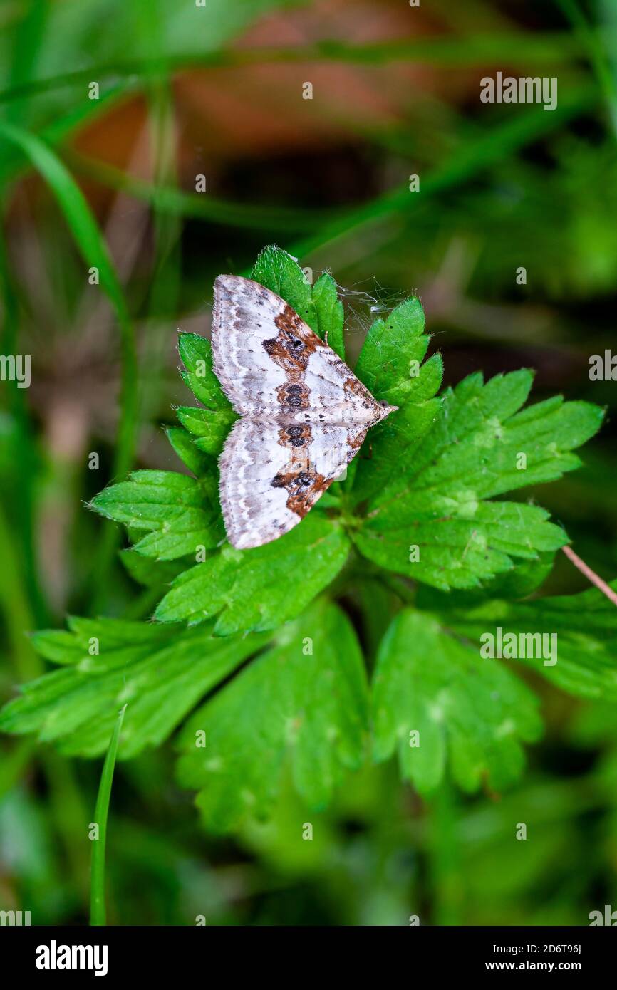 Silver-ground Carpet Moth Xanthorhoe montanata Stock Photo - Alamy