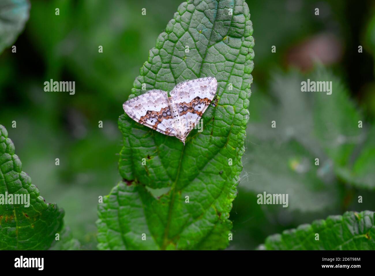 Silver-ground Carpet Moth Xanthorhoe montanata Stock Photo - Alamy